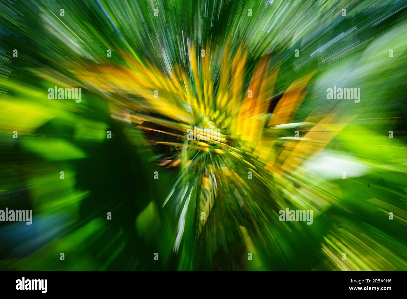 Long exposure jungle foliage Stock Photo - Alamy
