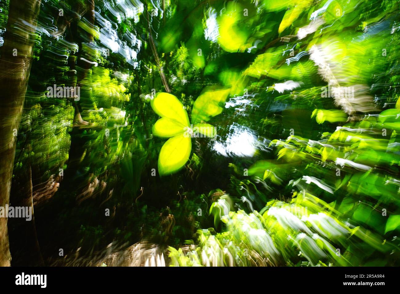 Long exposure jungle foliage Stock Photo - Alamy
