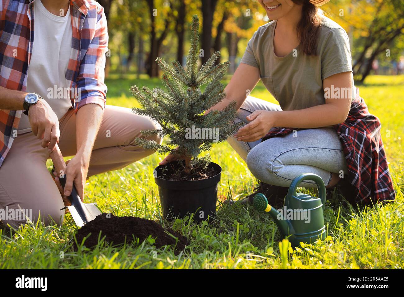 Couple planting conifer tree in park on sunny day, closeup Stock Photo ...