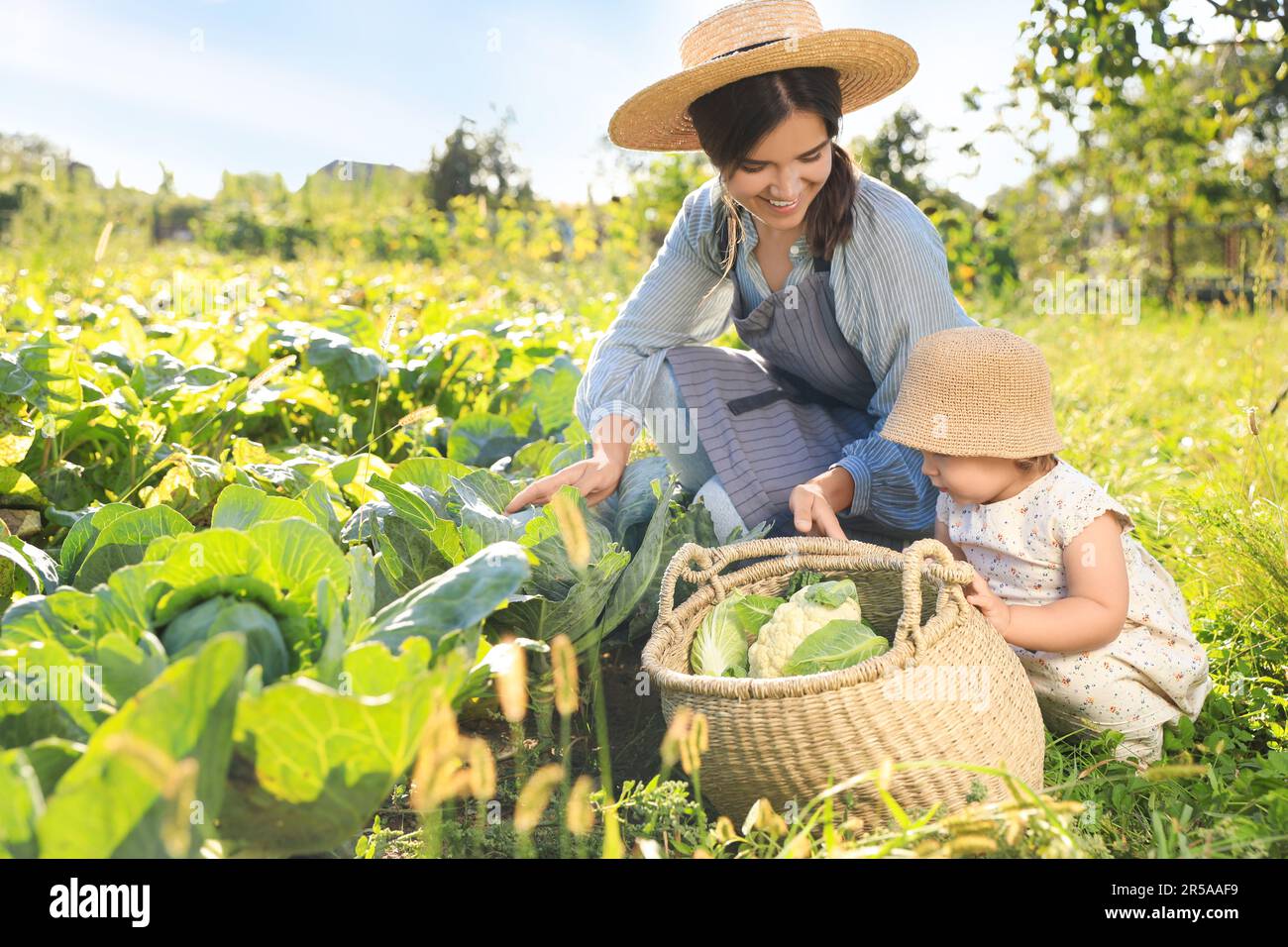 Mother and daughter harvesting fresh ripe cabbages on farm Stock Photo ...