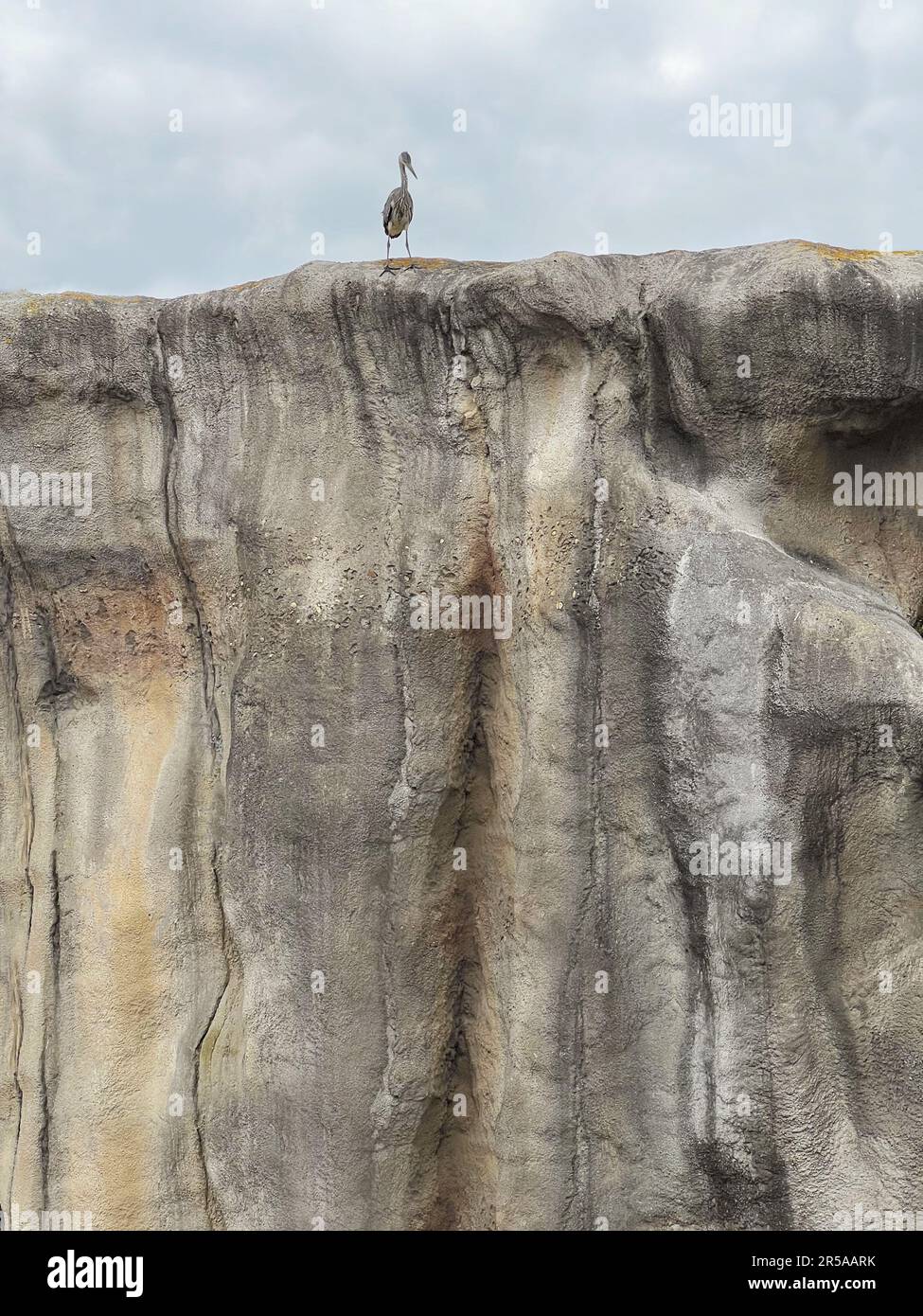 Beautiful grey stork on rock cliff outside Stock Photo - Alamy