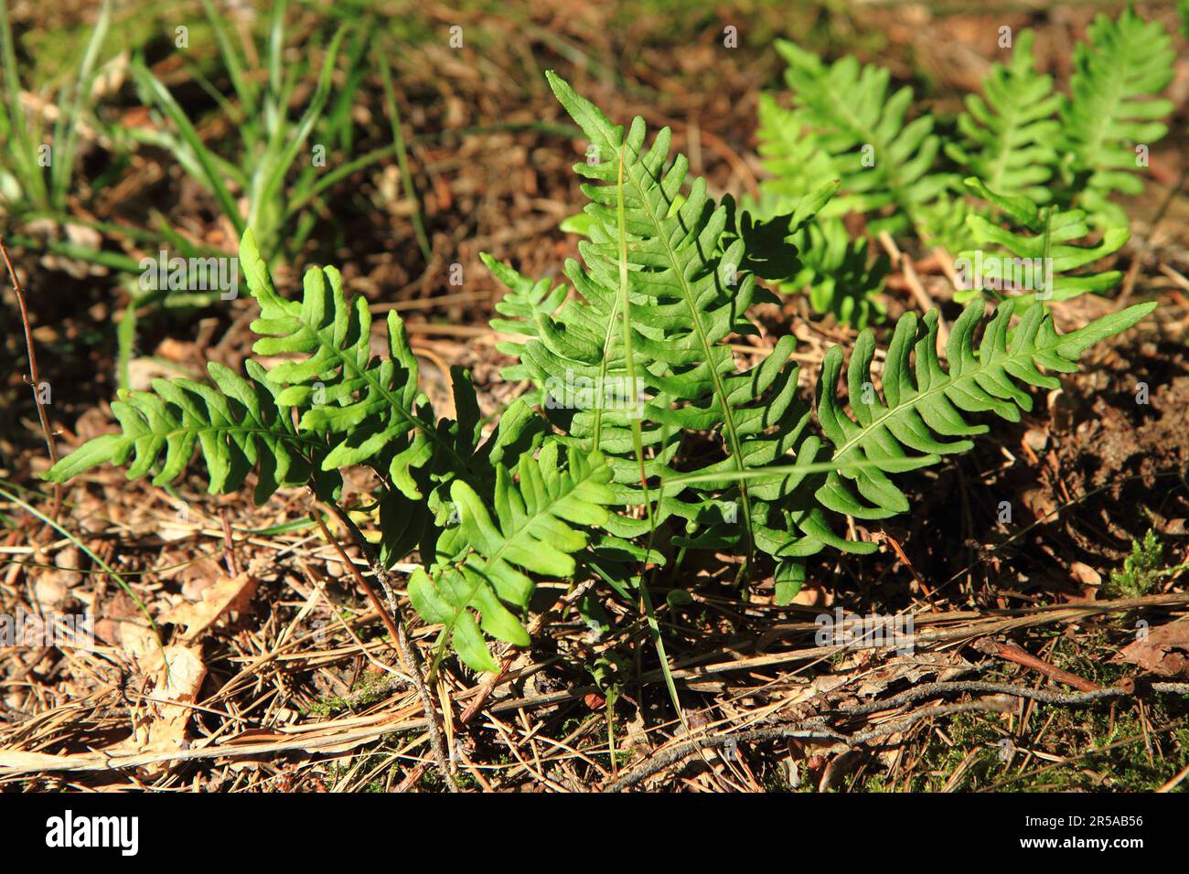 wall fern with edible roots with sweet flawour Stock Photo - Alamy