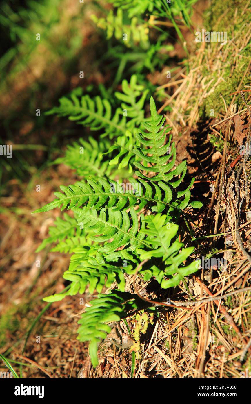 wall fern with edible roots with sweet flawour Stock Photo - Alamy
