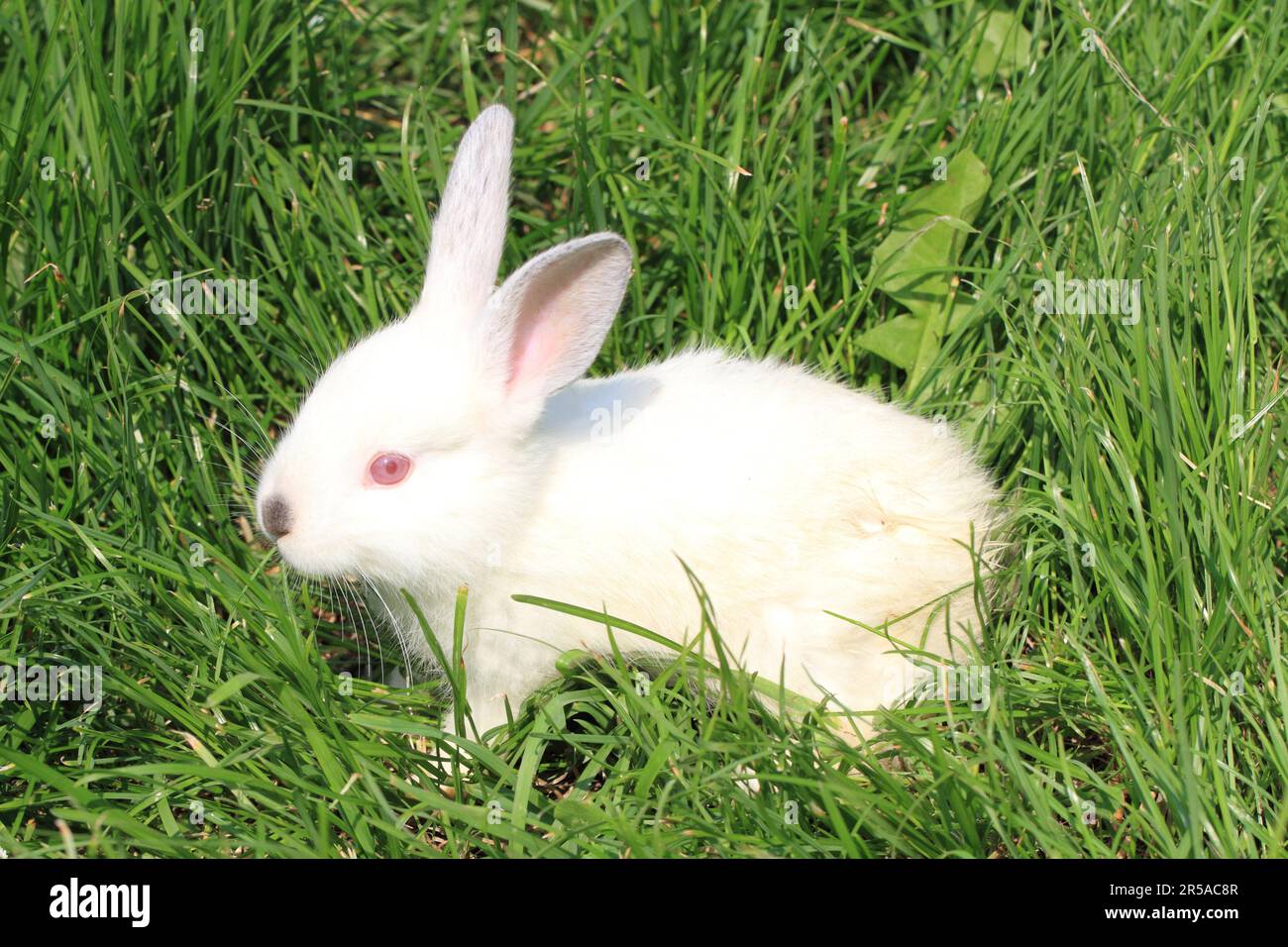 small white rabbit in the green grass Stock Photo - Alamy