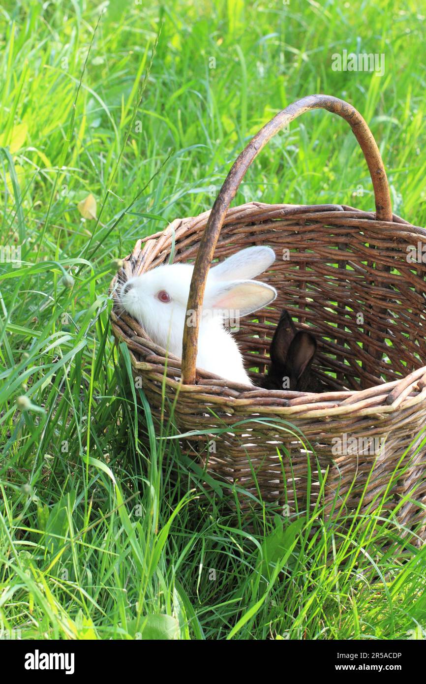 small white rabbit in the green grass Stock Photo - Alamy