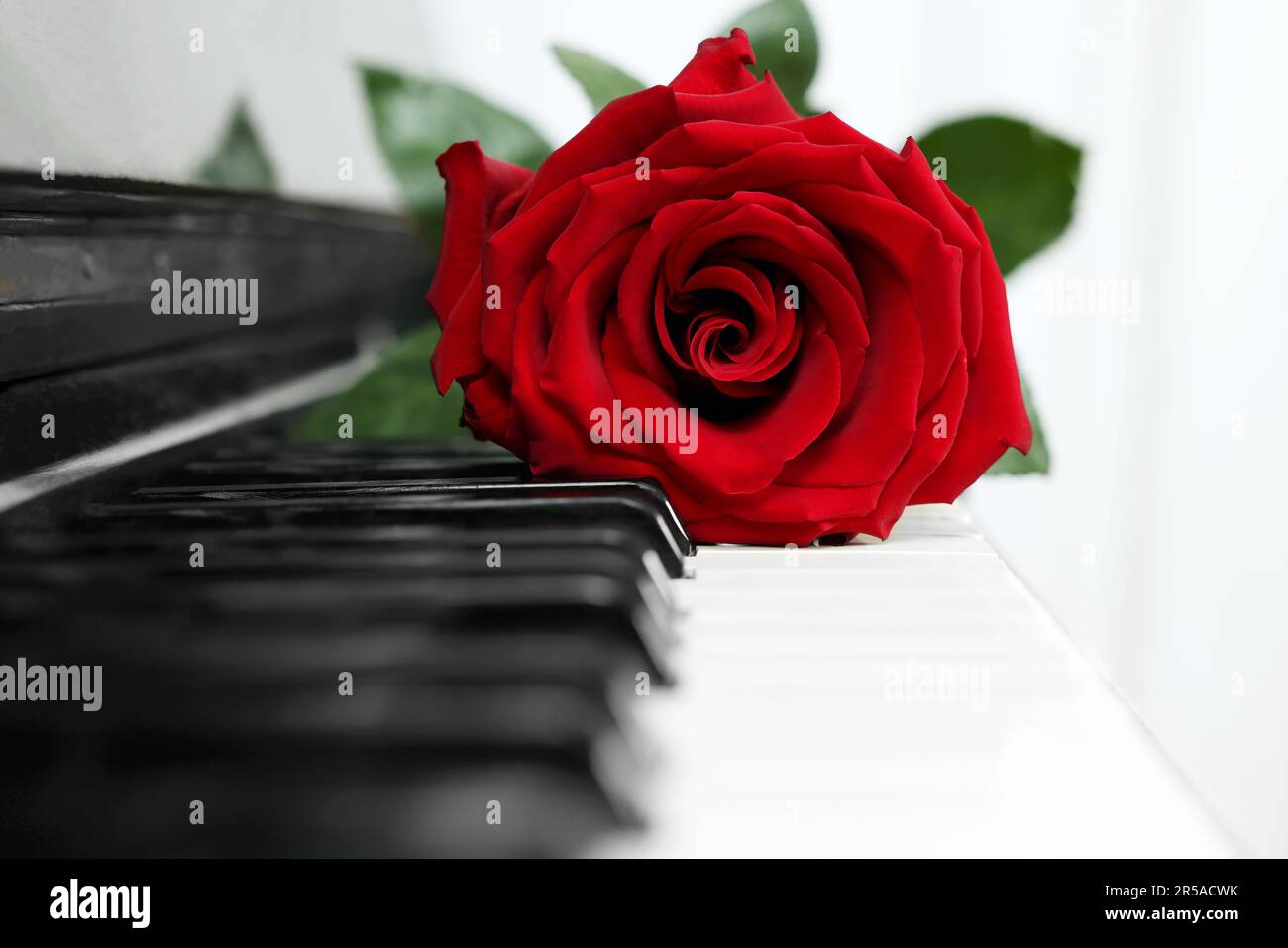 Piano keys rose flower hi-res stock photography and images - Alamy