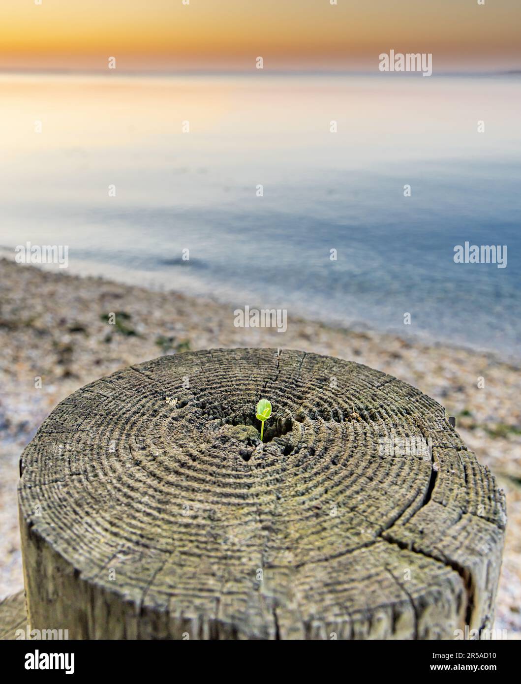 Small plant growing in the center of a piling hi-res stock photography ...