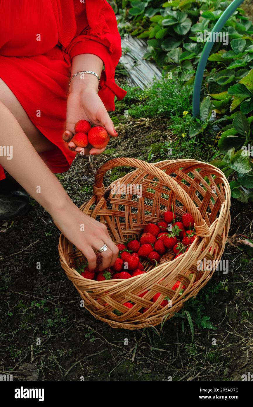 Crop woman put strawberries in basket Stock Photo - Alamy