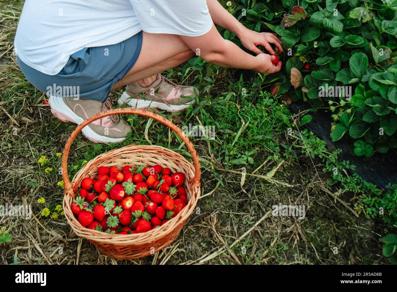 Crop woman put strawberries in basket Stock Photo - Alamy