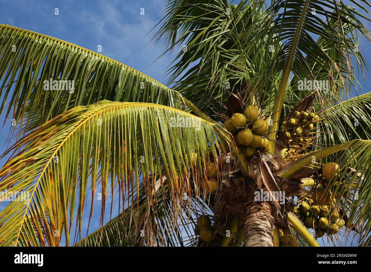 Coconuts growing on palm hi-res stock photography and images - Alamy