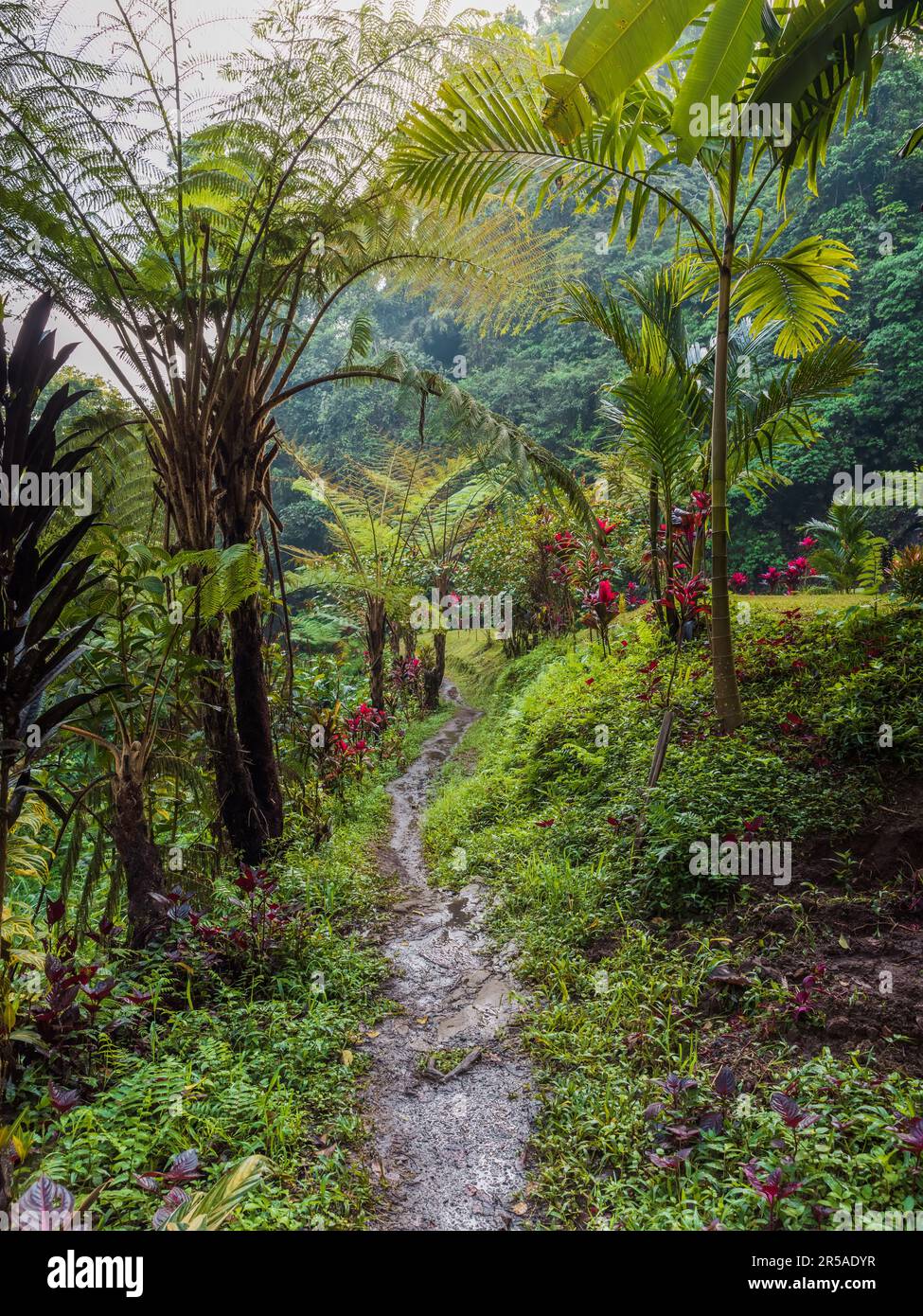 Jungle rainforest with exotic plants in tropical island Stock Photo - Alamy