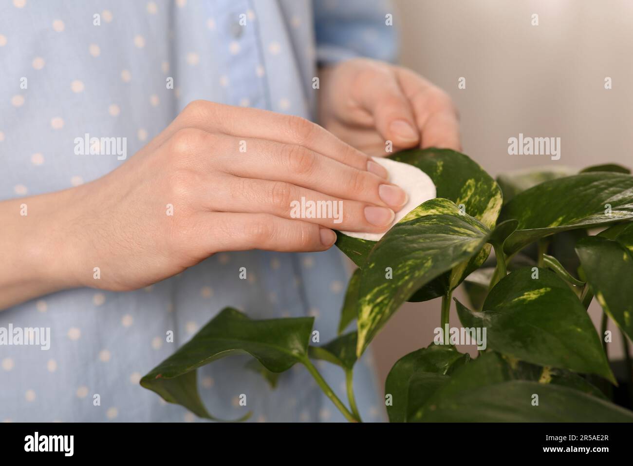 Wipe leaves houseplants hi-res stock photography and images - Alamy