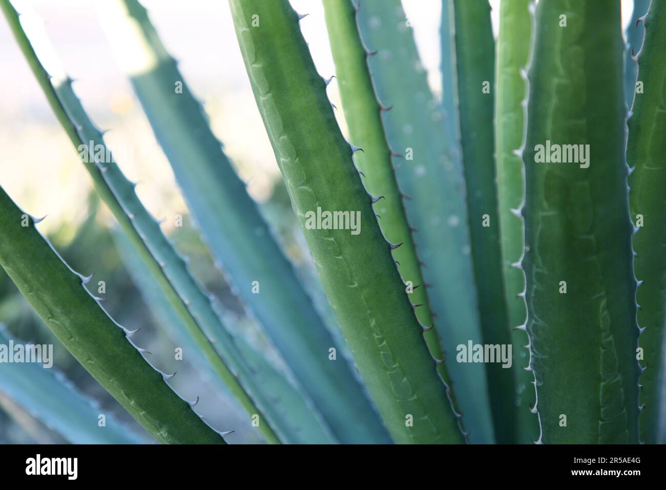 Closeup view of beautiful Agave leaves. Exotic plant Stock Photo - Alamy