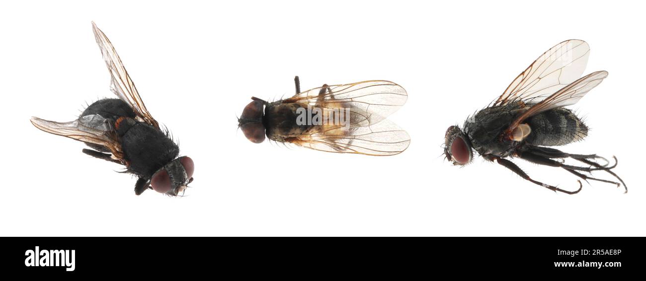 Collage with common black flies on white background Stock Photo - Alamy