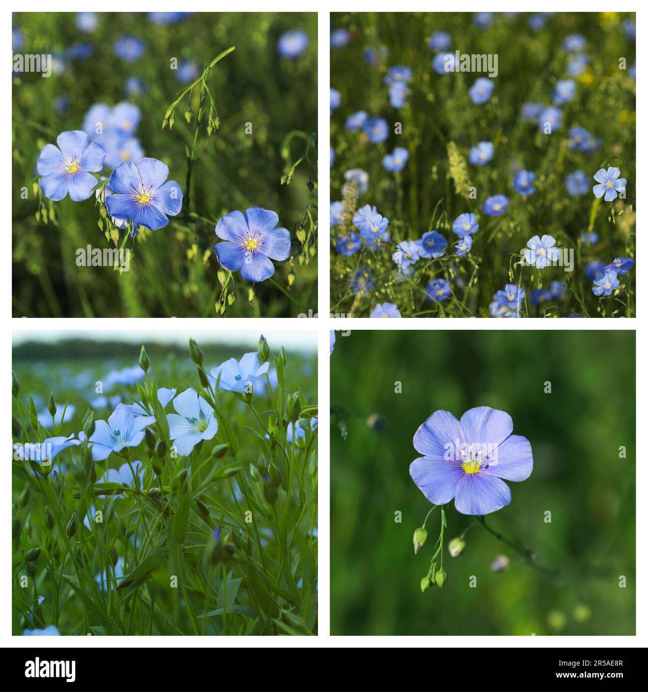 Wildflower meadow blooming in Cut Out Stock Images & Pictures - Alamy