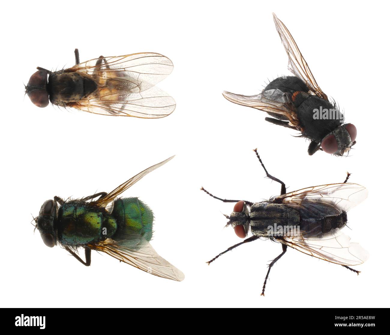 Collage with different common flies on white background Stock Photo - Alamy