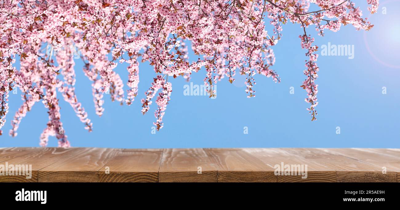 Empty wooden surface under spring tree branches with beautiful flowers ...