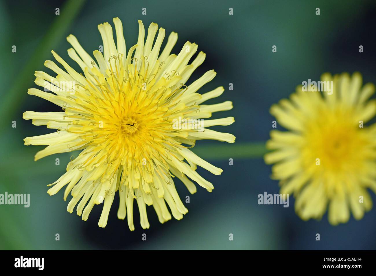Yellow Sowthistle, also known as field sowthistle, botanical name ...