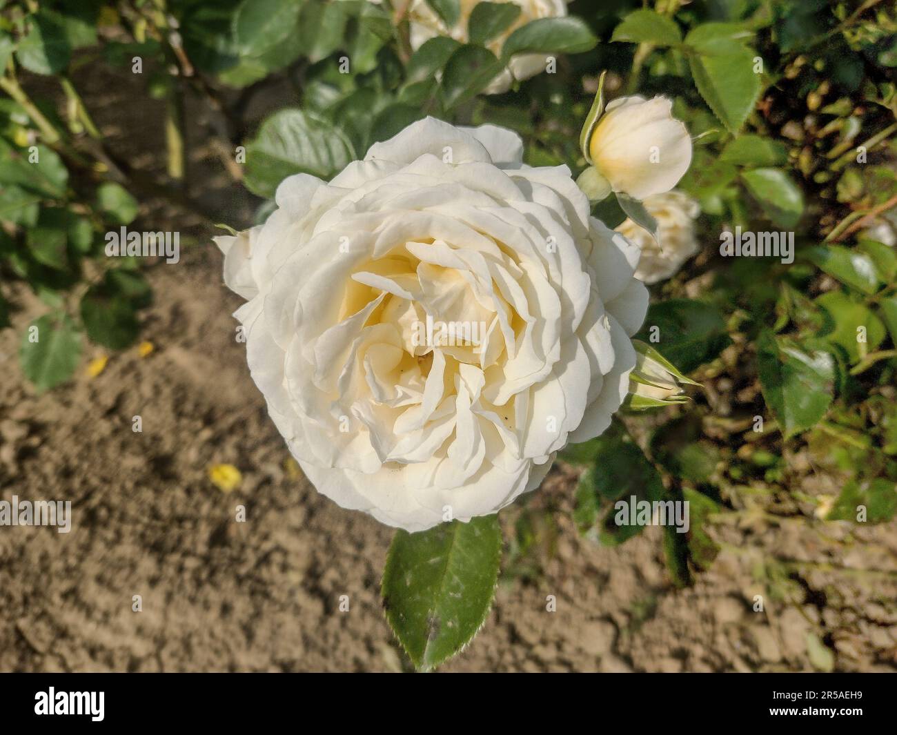 White rose in Romania. Macro rose Stock Photo - Alamy