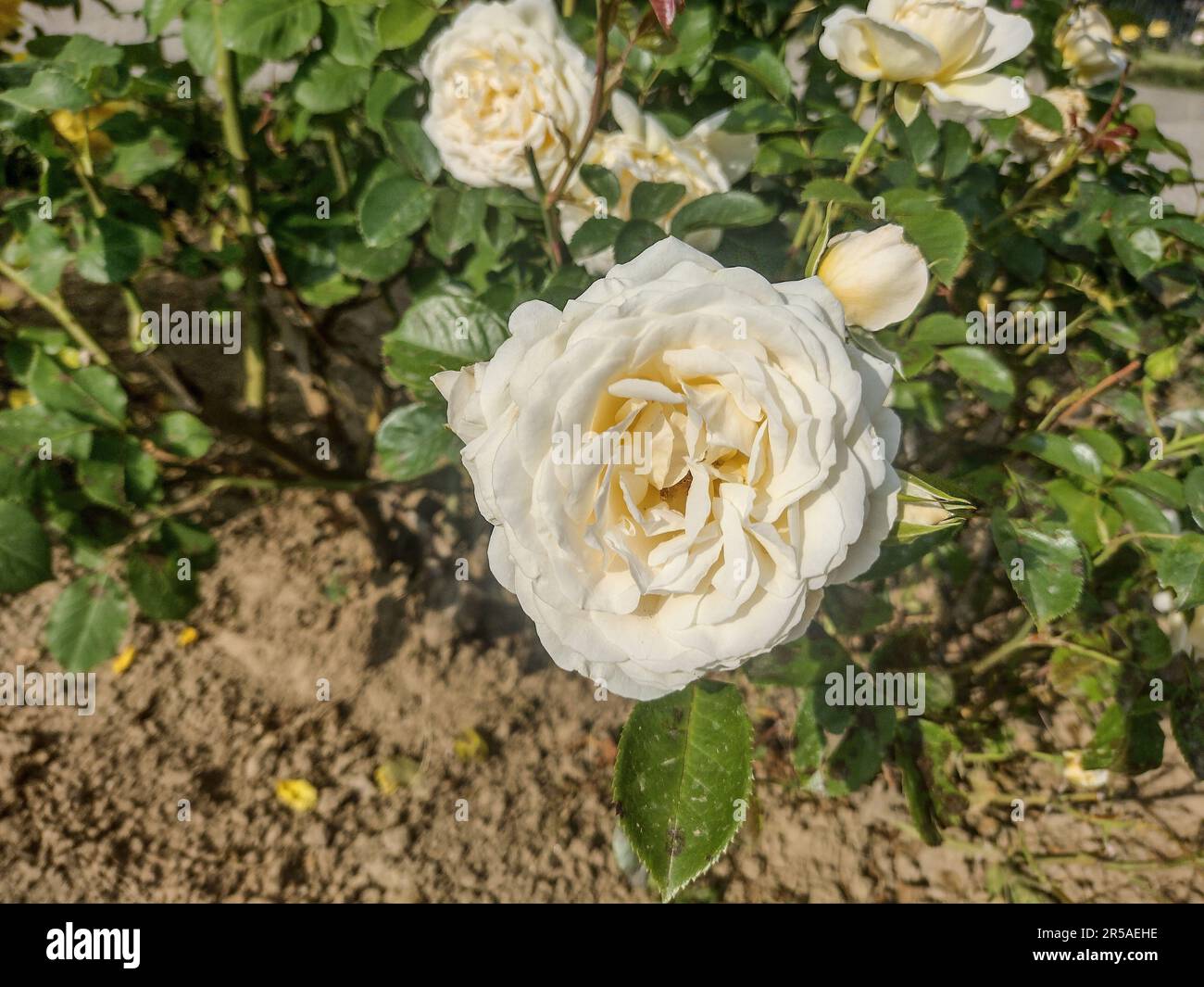 White rose in Romania. Macro rose Stock Photo - Alamy