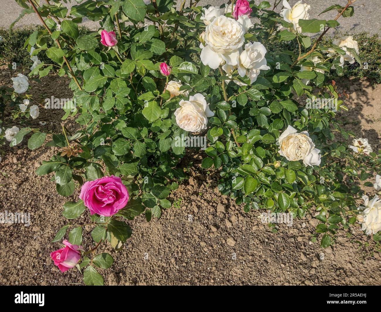 White and pink roses in Romania Stock Photo - Alamy