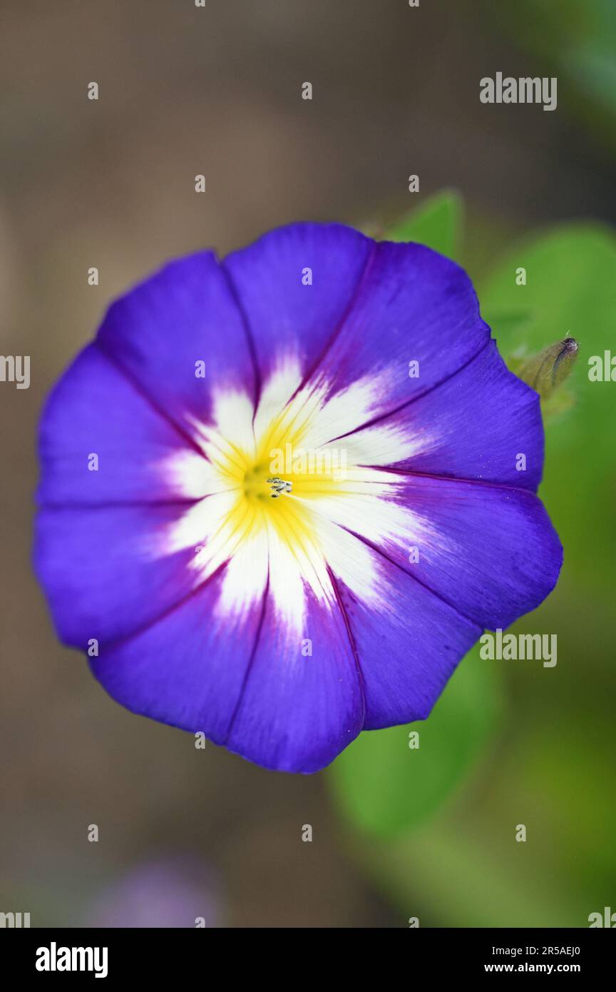 Blue Dwarf morning glory, a species of Bindweed, also known as ...