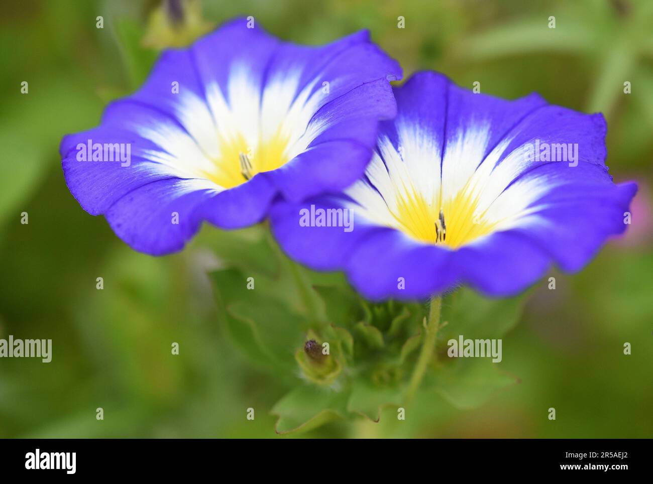 Blue Dwarf morning glory, a species of Bindweed, also known as ...