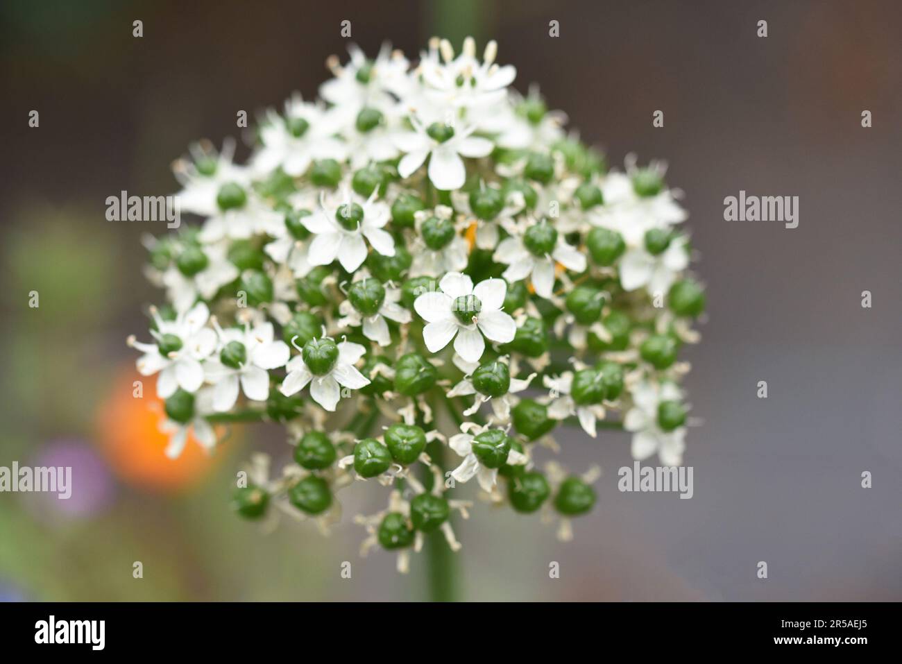 Black Garlic, a species of onion, also known as Broad-leaved leek ...