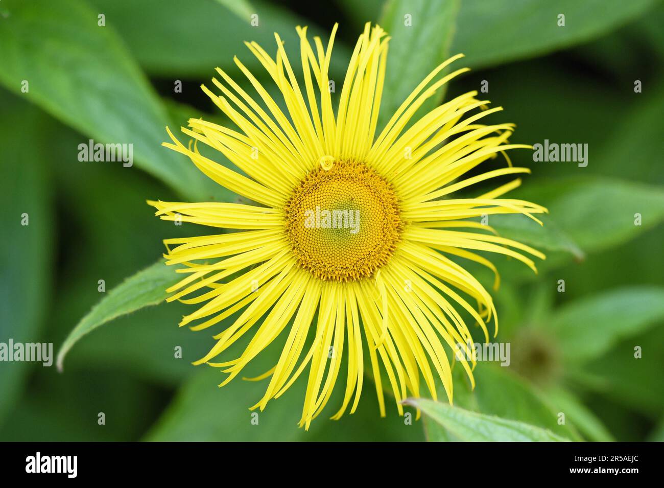 Yellow Elecampane, a species of Inula, also known as Wild sunflower ...