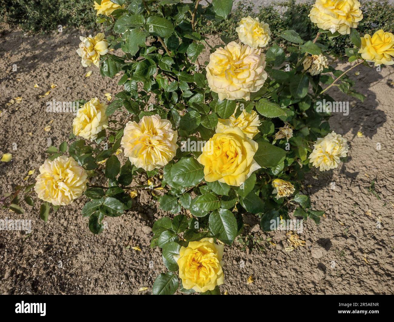 Group of yellow roses in Romania Stock Photo - Alamy