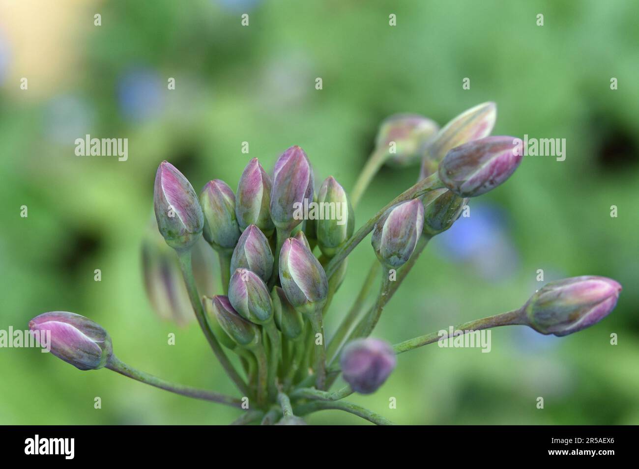 Sicilian Honey Garlic (Botanical Name Allium Siculum), also known as ...