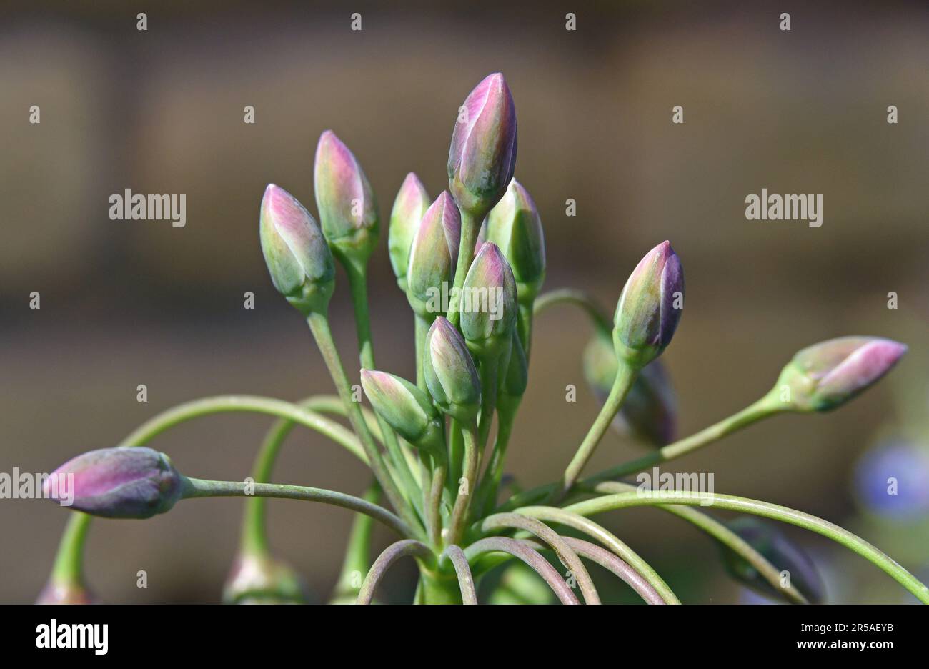 Sicilian Honey Garlic (Botanical Name Allium Siculum), also known as ...