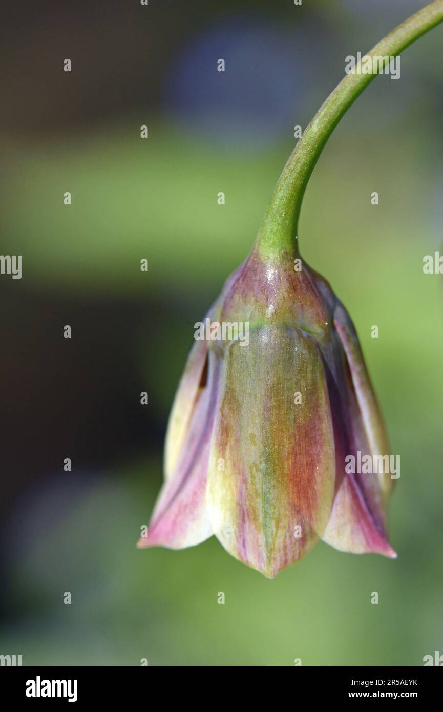Sicilian Honey Garlic (Botanical Name Allium Siculum), also known as ...