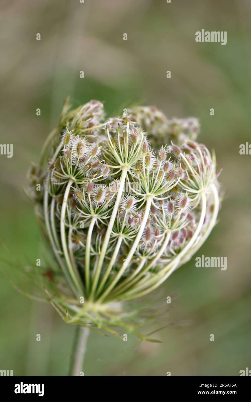 Wild Carrot (Daucus Carota), a common flowering plant with light ...