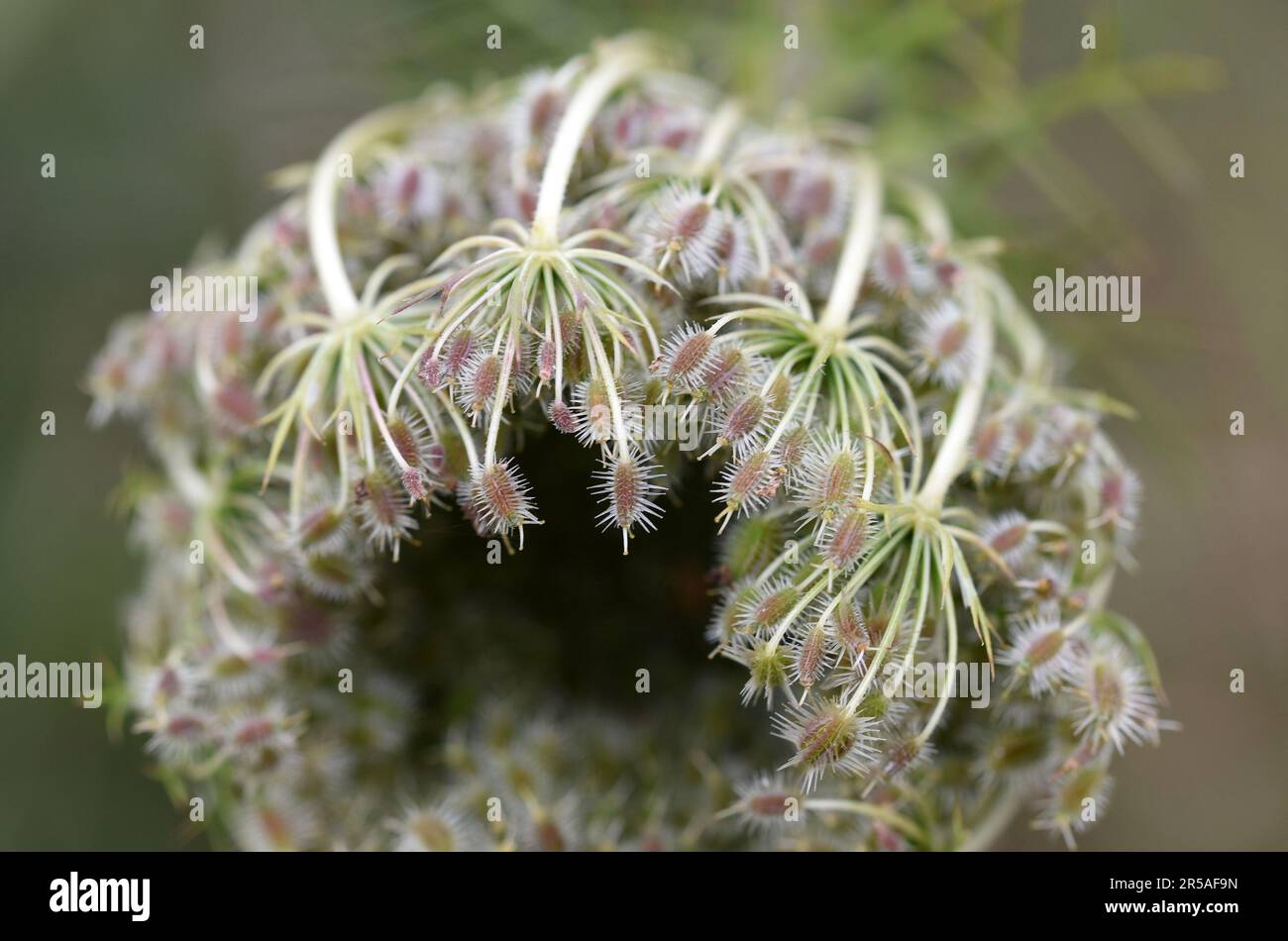 Wild Carrot (Daucus Carota), a common flowering plant with light ...