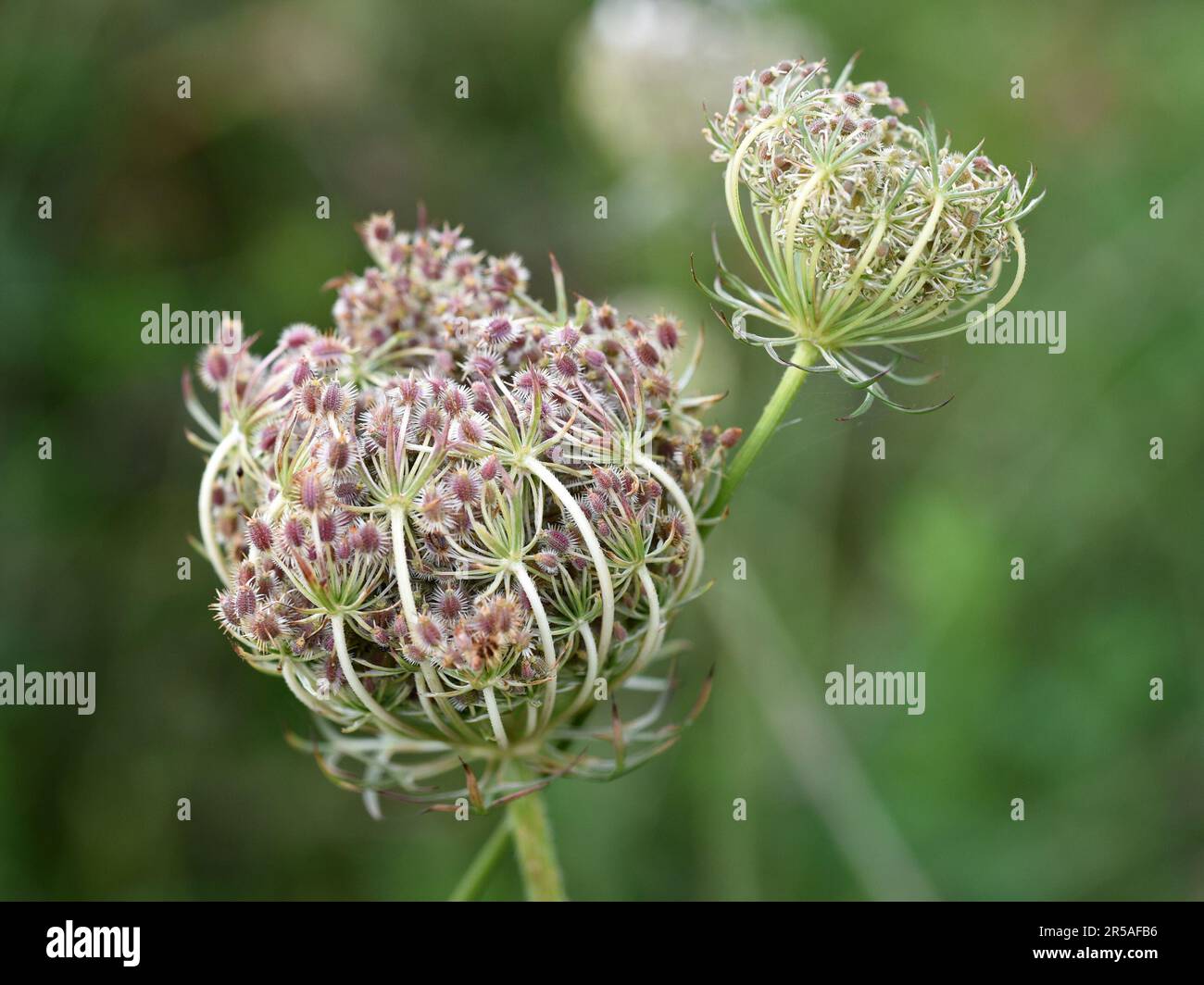 Wild Carrot (Daucus Carota), a common flowering plant with light ...
