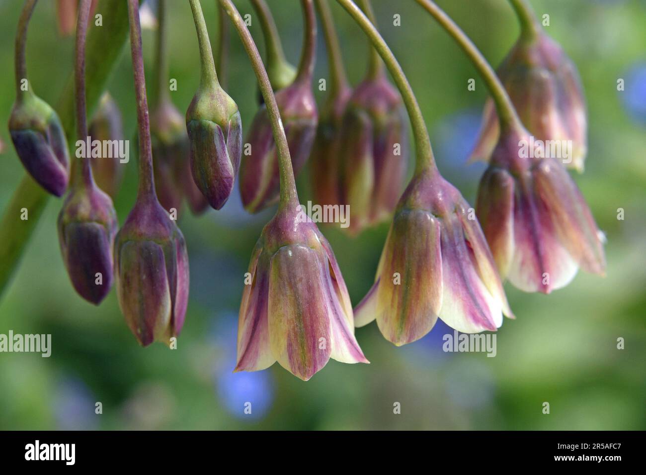 Sicilian Honey Garlic (Botanical Name Allium Siculum), also known as ...