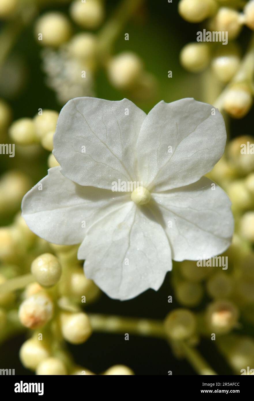 White flowering Hydrangea Stock Photo - Alamy
