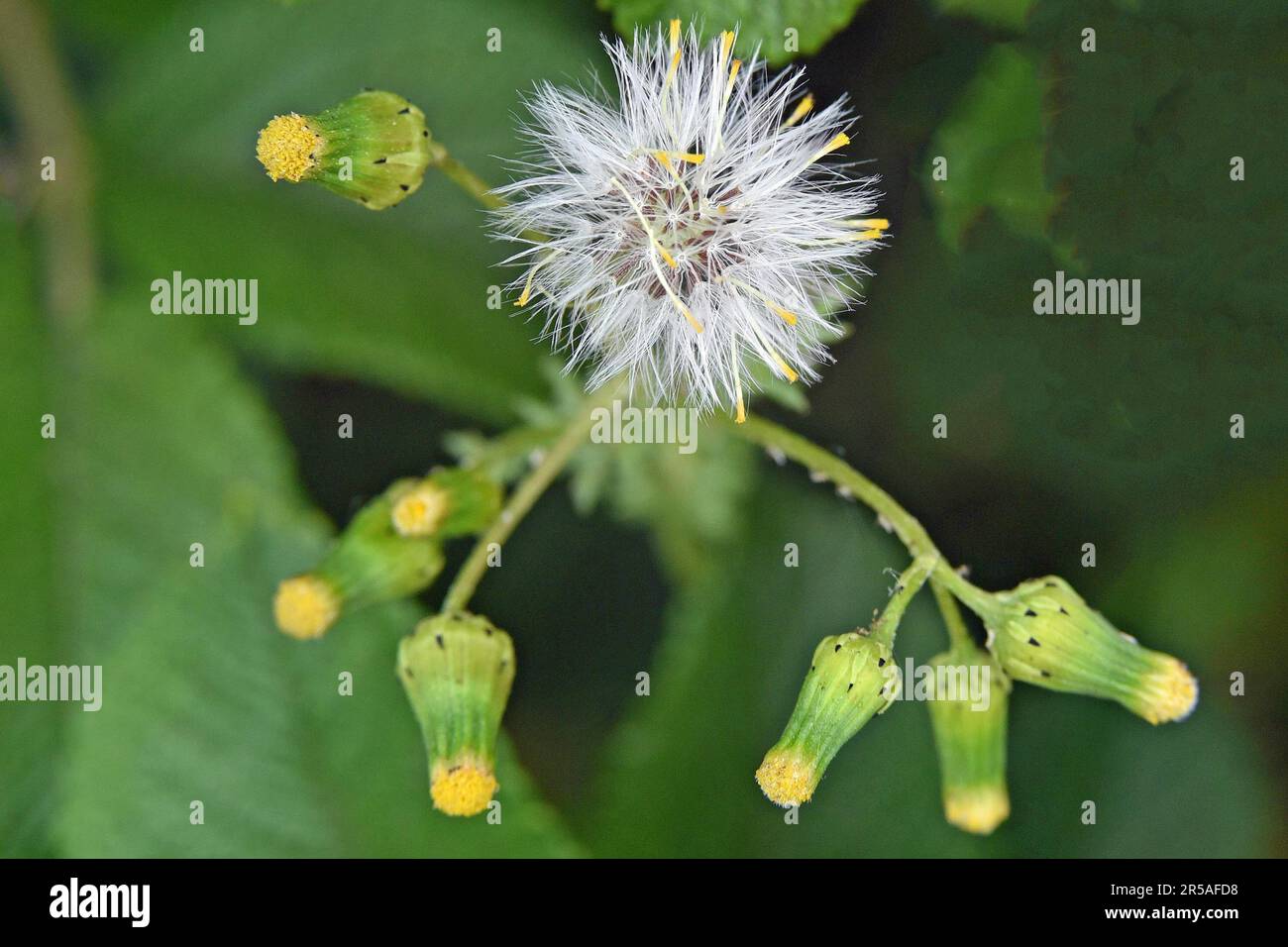 Common Groundsel (Senecio vulgaris Stock Photo - Alamy