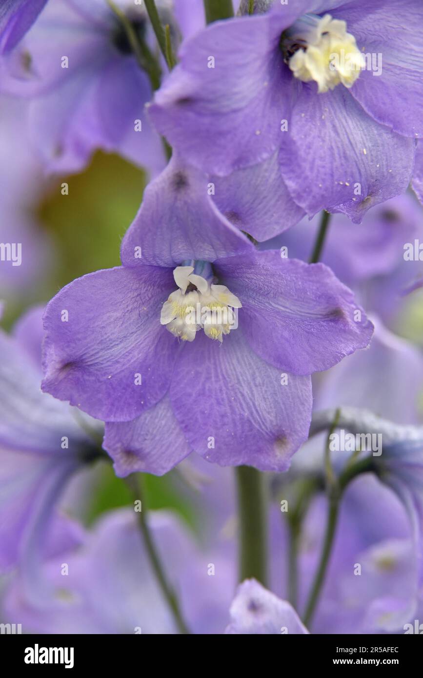 Candle larkspur delphinium elatum hi-res stock photography and images ...