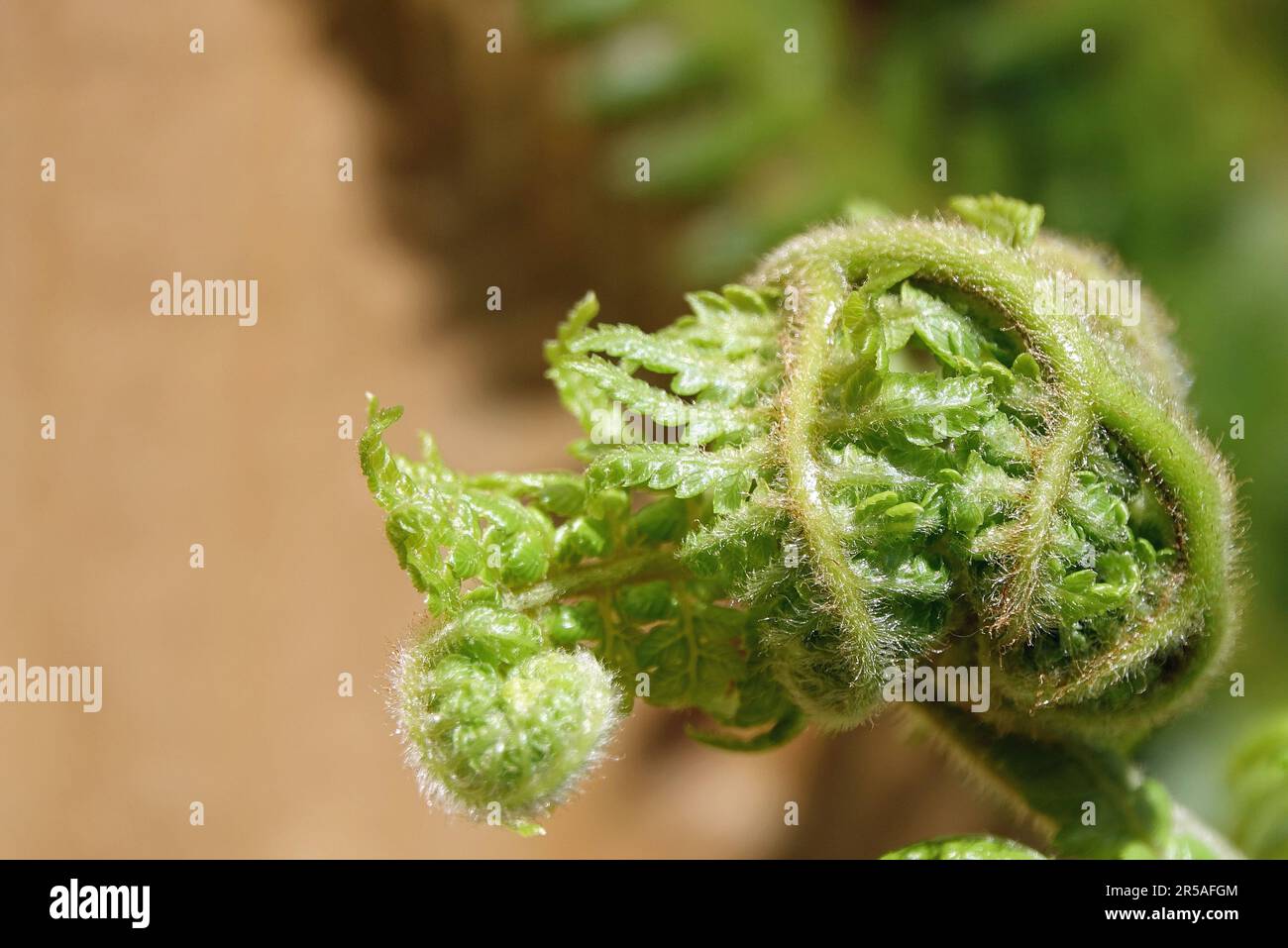 New Zealand Tree Fern Fronds Stock Photo - Alamy