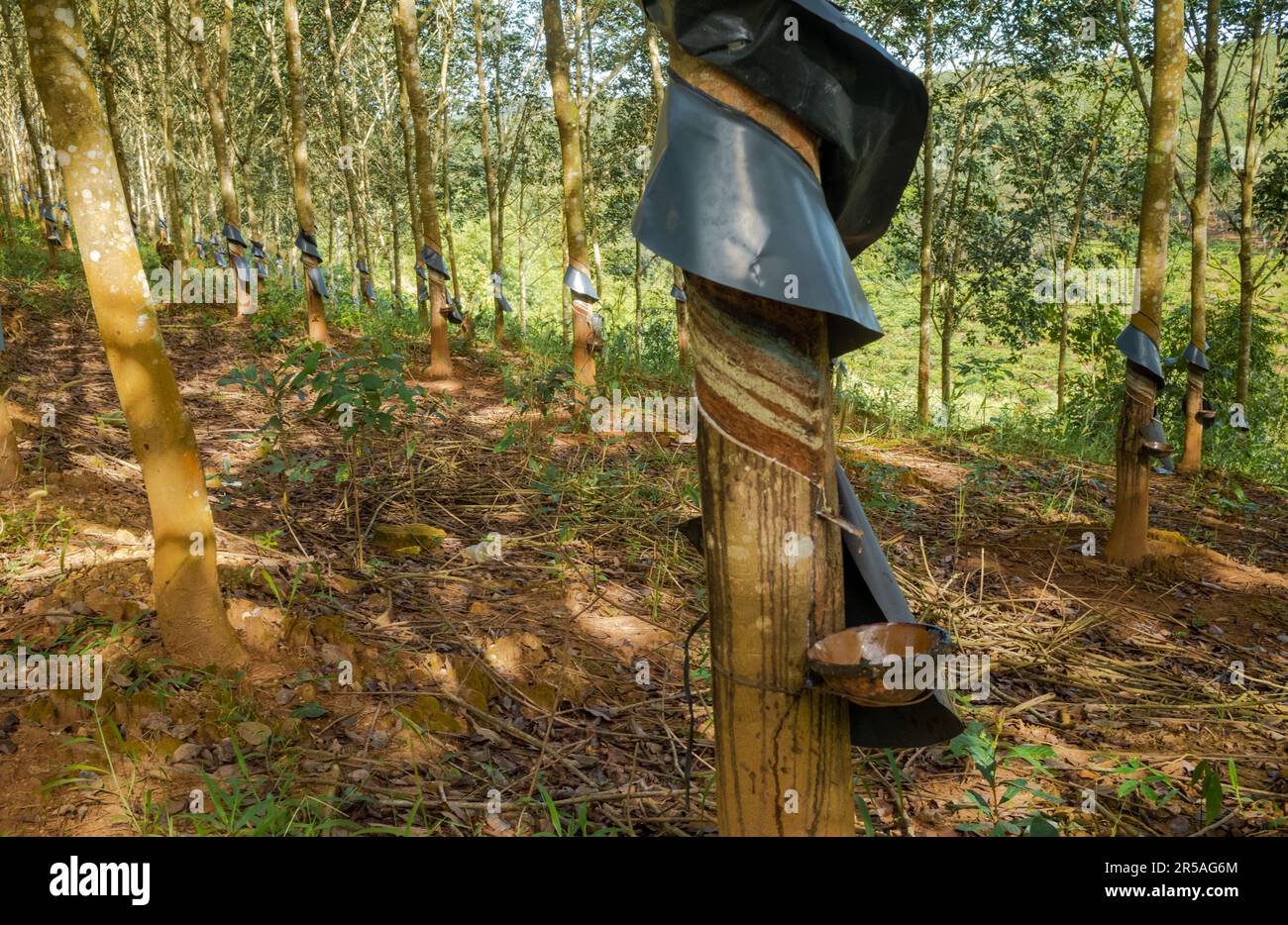 A rubber tree in a rubber plantation showing cut grooves and a bowl for ...