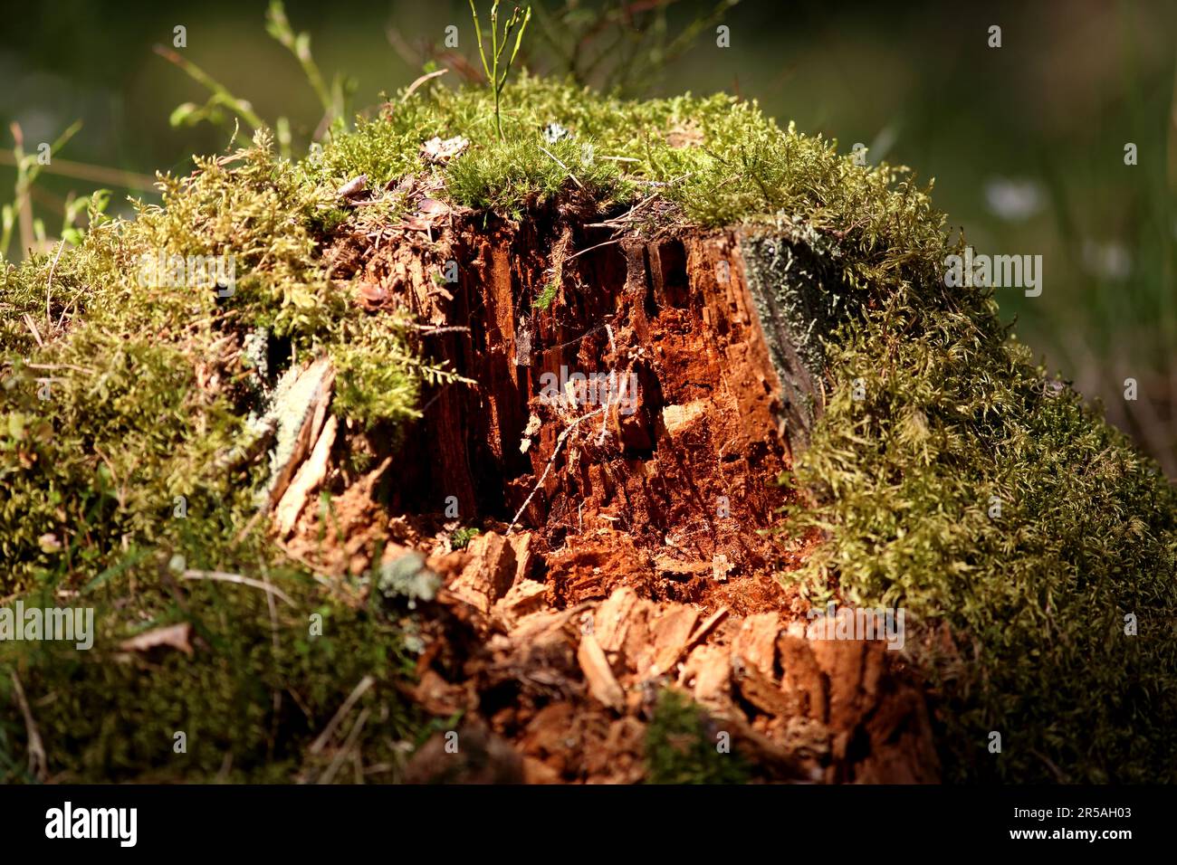 A decaying tree stump in the forest in Finland Stock Photo - Alamy