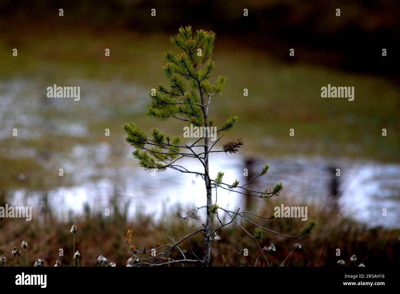 A young tree growing in a swamp in Finland Stock Photo - Alamy