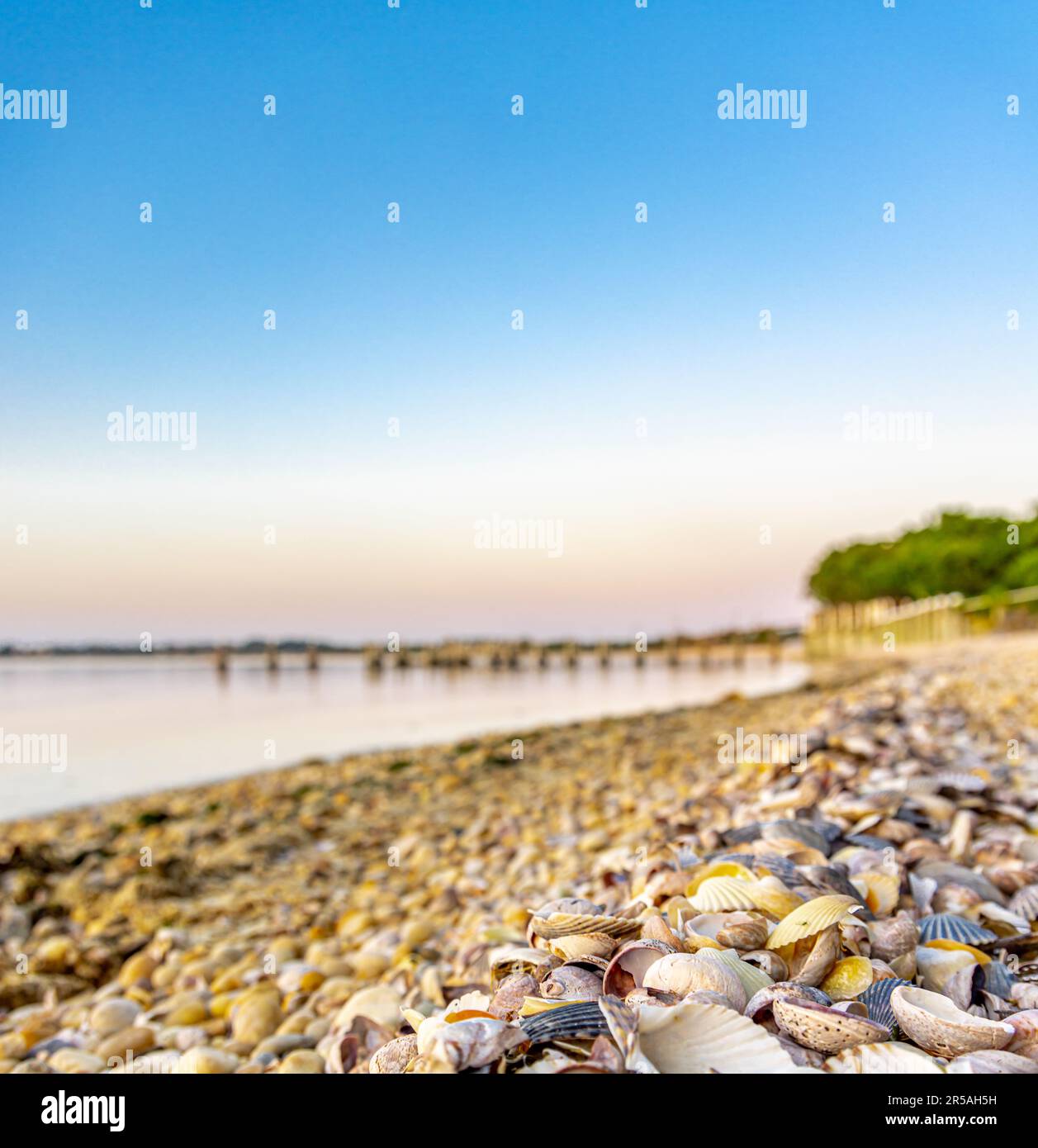 Collection of shells room hi-res stock photography and images - Alamy