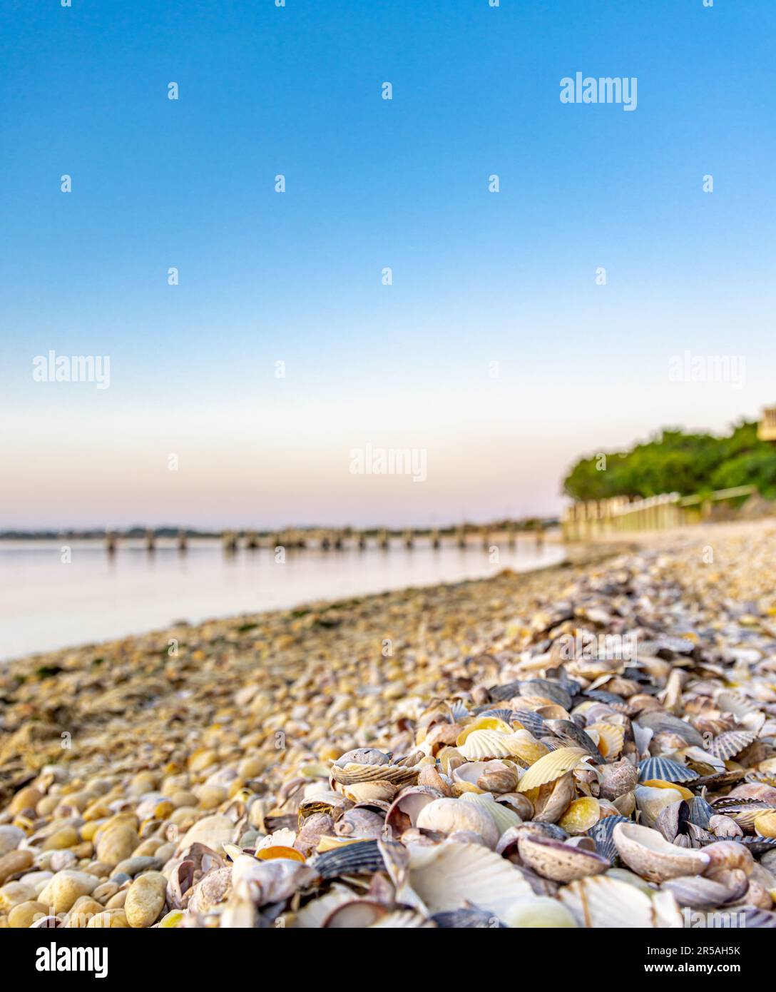low angle shot of a collection of washed up shells with distant water ...