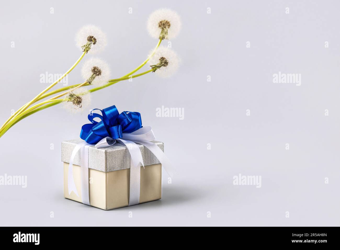 Silver gift box with blue bow and soft fluffy dandelions with white ...