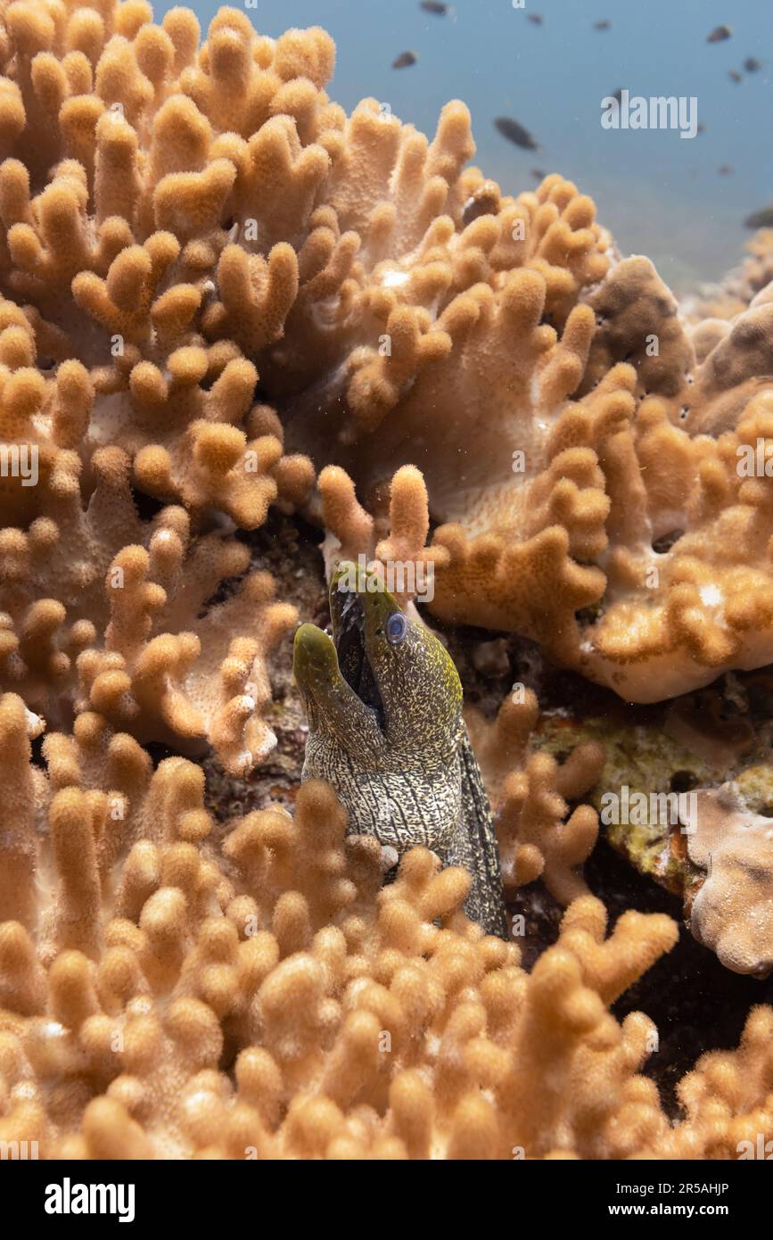 Highfin moray hi-res stock photography and images - Alamy