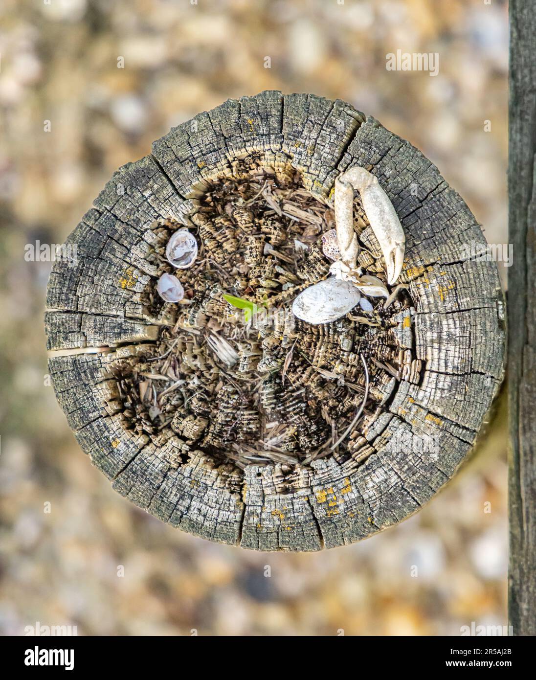 Random nature hi-res stock photography and images - Alamy