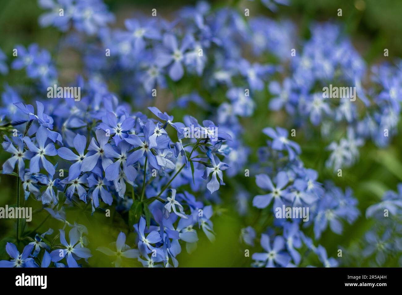 Fabulous Blue Dark Center. Blue phlox flowers. Floral background in the ...
